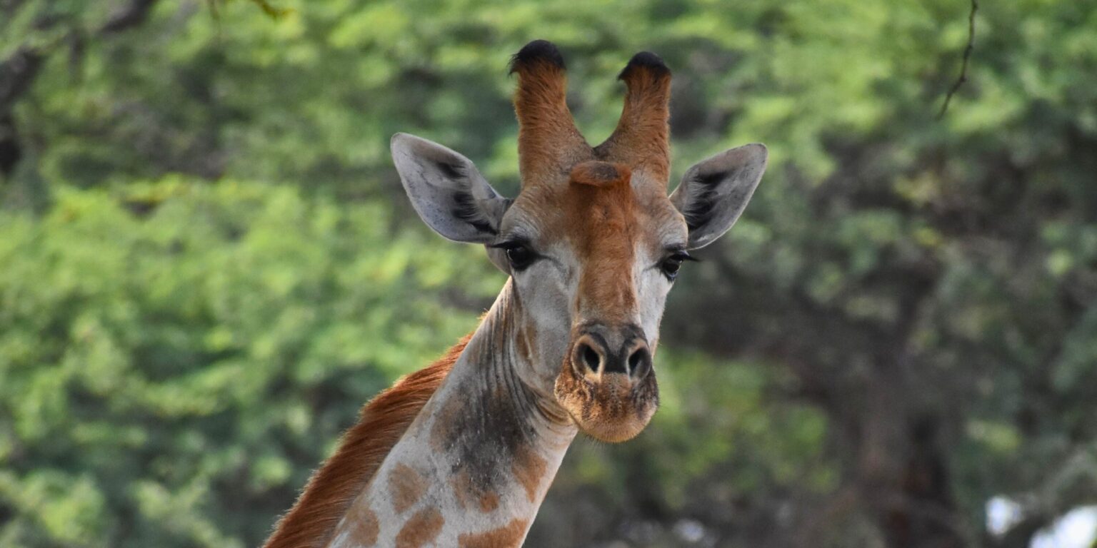 Giraffe Population Decline Across Africa - SAFE Worldwide