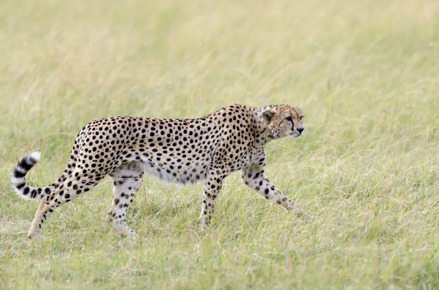 Cheetah - SAFE Worldwide