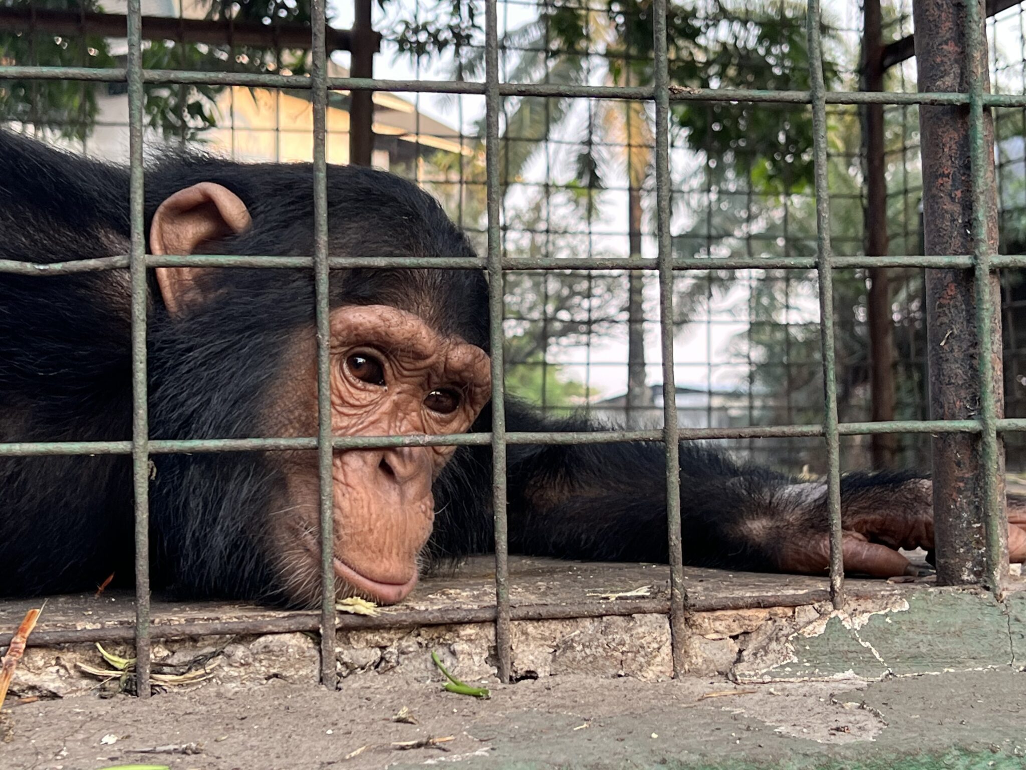 The Truth About Roadside Zoos - SAFE Worldwide