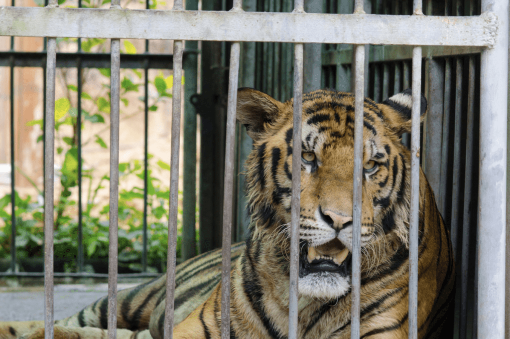 The Truth About Roadside Zoos - SAFE Worldwide