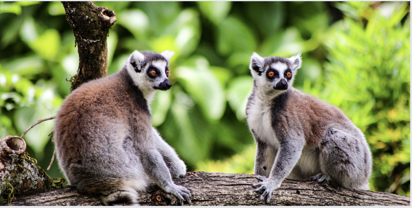 Protecting the Lemurs of Madagascar - SAFE Worldwide
