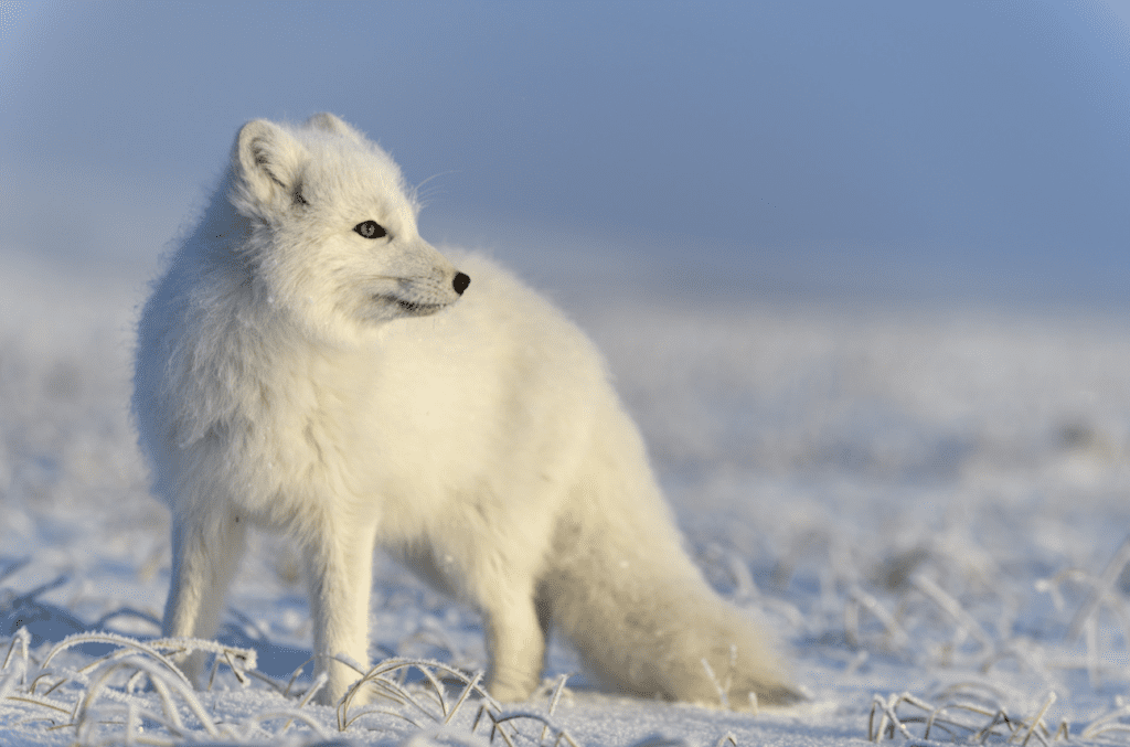 Arctic Fox - SAFE Worldwide