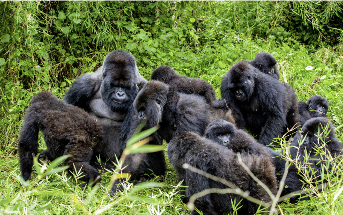 Eastern Lowland Gorilla SAFE Worldwide